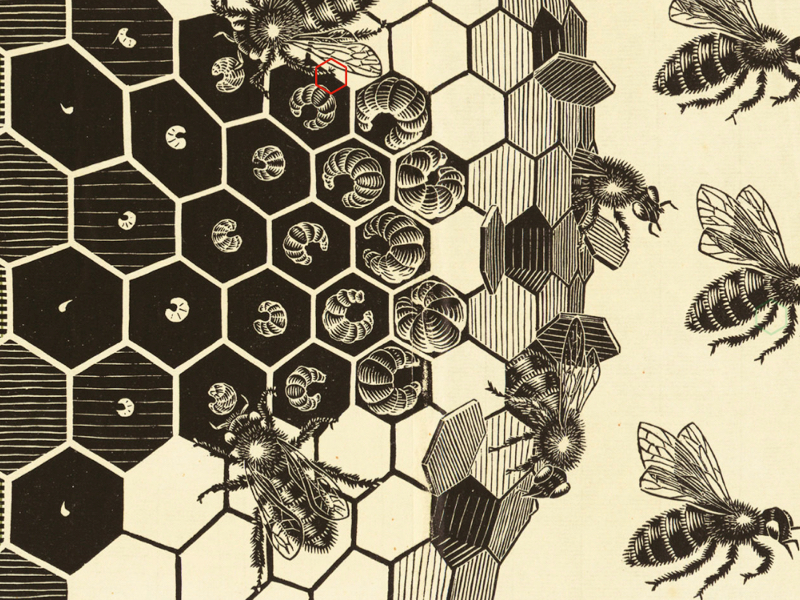 The metamorphosis of Escher